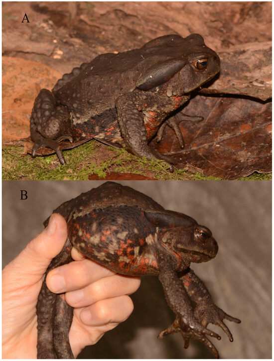 A New Record of Bufo gargarizans Complex (Bufonidae, Anura) from Truong ...