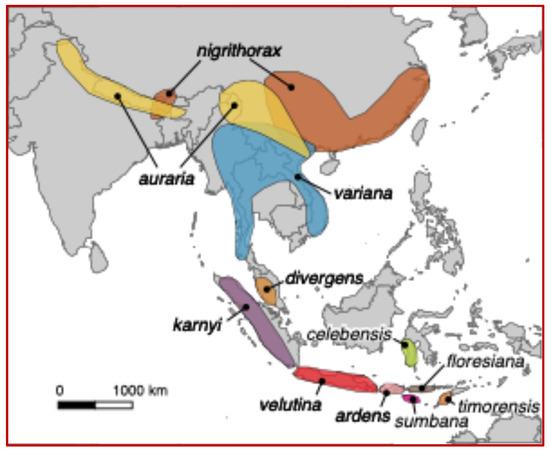 Identifying Morphs of the Yellow-Legged Hornet (Vespa velutina) and ...