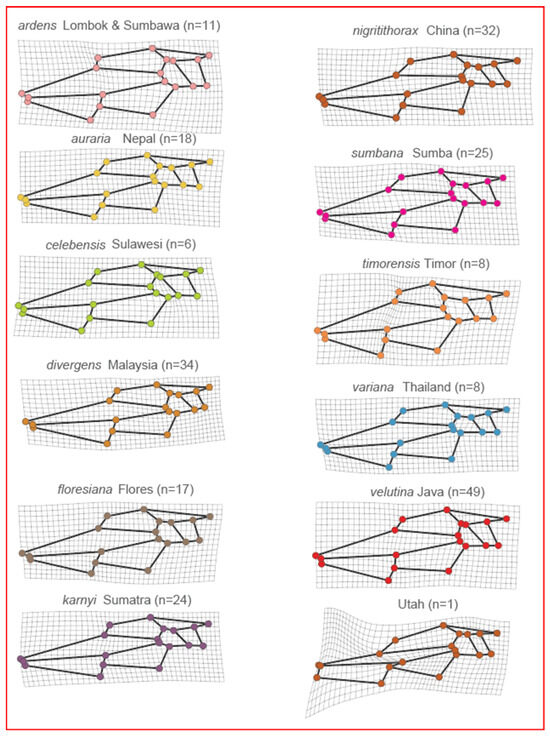 Diversity | Free Full-Text | Identifying Morphs of the Yellow-Legged ...