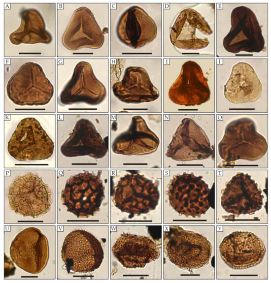 Palynological Record of the Aalenian–Bajocian Cooling Event from the ...