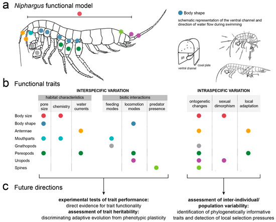 Diversity | Free Full-Text | Phenotype Variation in Niphargus ...