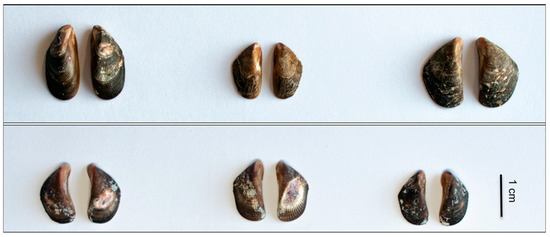 The State of the Art of the Global Distribution of the Invasive Mytilid ...