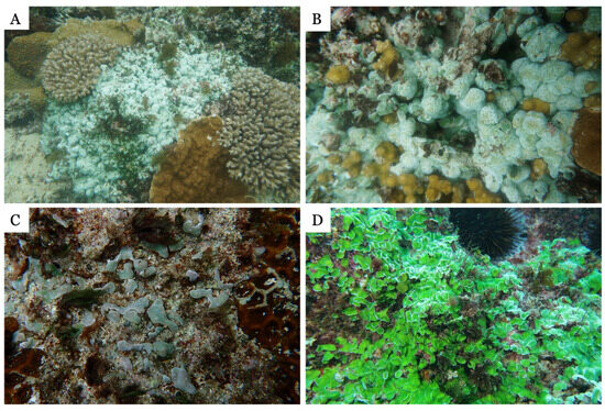 Colonial Ascidian Populations at Inshore Coral Reefs of Norfolk Island ...