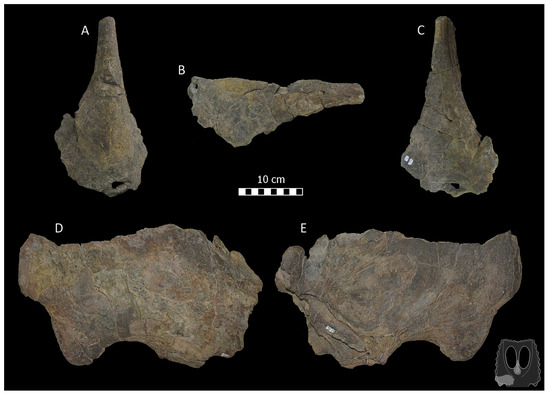 Stratigraphic Reassessment of the Mexican Chasmosaurine ...