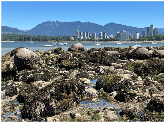 Recovery of Intertidal Mussel Stands Three Years after the Severe 2021 ...