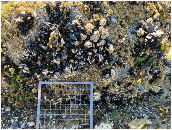 Recovery of Intertidal Mussel Stands Three Years after the Severe 2021 ...