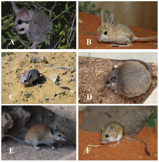 Diversity and Conservation of Rodents in Saudi Arabia