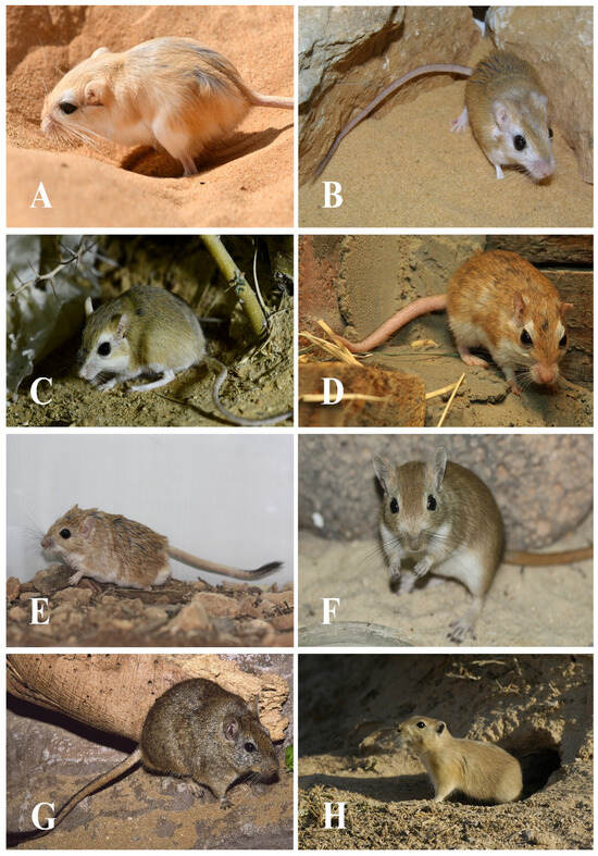 Diversity and Conservation of Rodents in Saudi Arabia