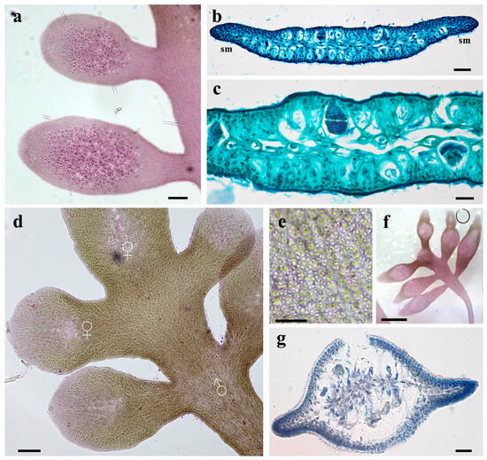 Intertidal Species of Gelidium from the Temperate Coast of Argentina