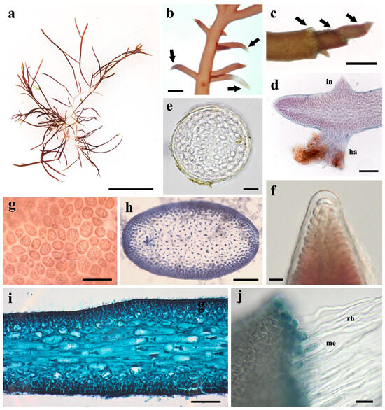Intertidal Species of Gelidium from the Temperate Coast of Argentina