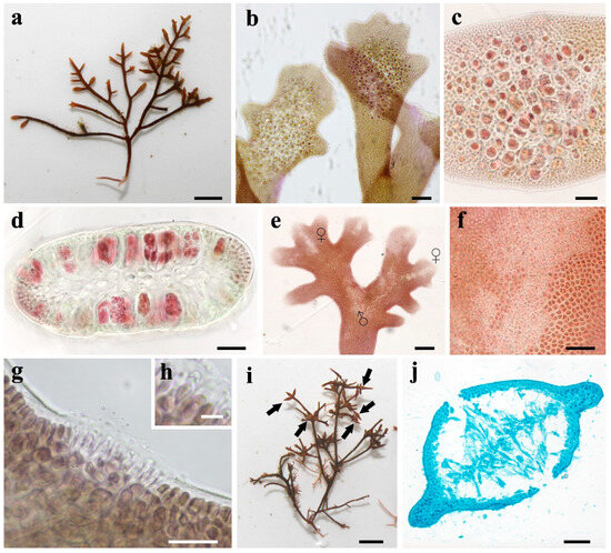 Intertidal Species of Gelidium from the Temperate Coast of Argentina