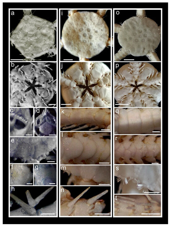 Diversity | Free Full-Text | Deep-Sea Ophiuroids (Echinodermata ...