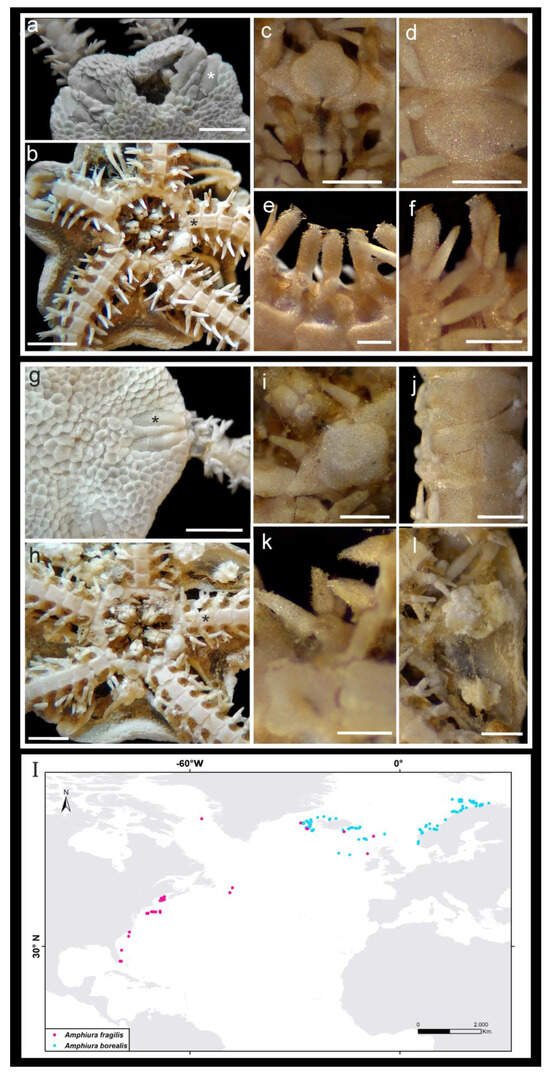Deep-Sea Ophiuroids (Echinodermata; Ophiuroidea) from the Avilés Canyon ...