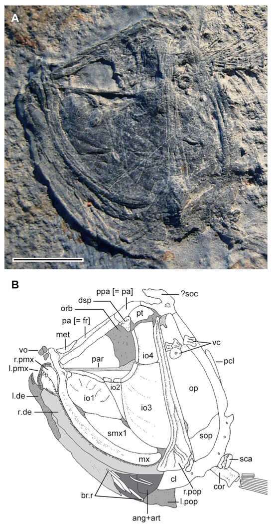 A New Intriguing Teleost from the Albian Muhi Quarry, Central Mexico ...