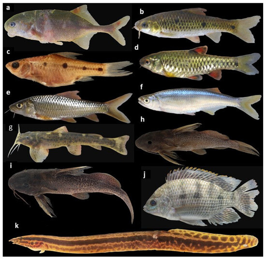 Diversity | Free Full-Text | An Updated Checklist of the Fishes from ...
