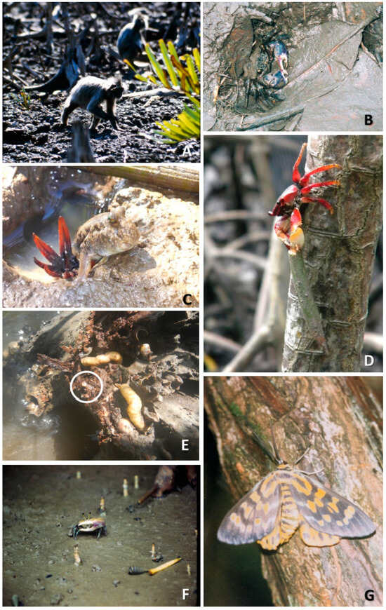 Mangrove Biodiversity and Conservation: Setting Key Functional Groups ...