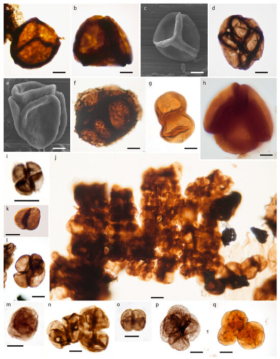 A Fossil Record of Spores before Sporophytes