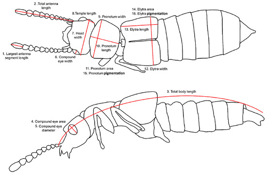 Decoding Anotylus (Thomson 1859) Beetle Diversity: DNA and External ...