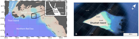 The Northern Red Sea (Shushah Island) Coral Health Inferred from ...