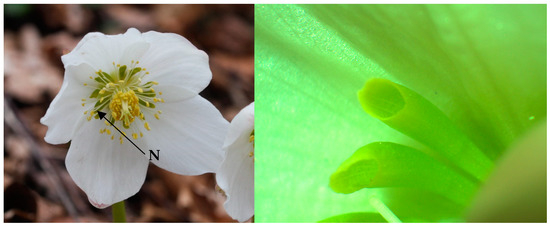 Diversity | Free Full-Text | Effect of Abiotic Factors on Nectar ...