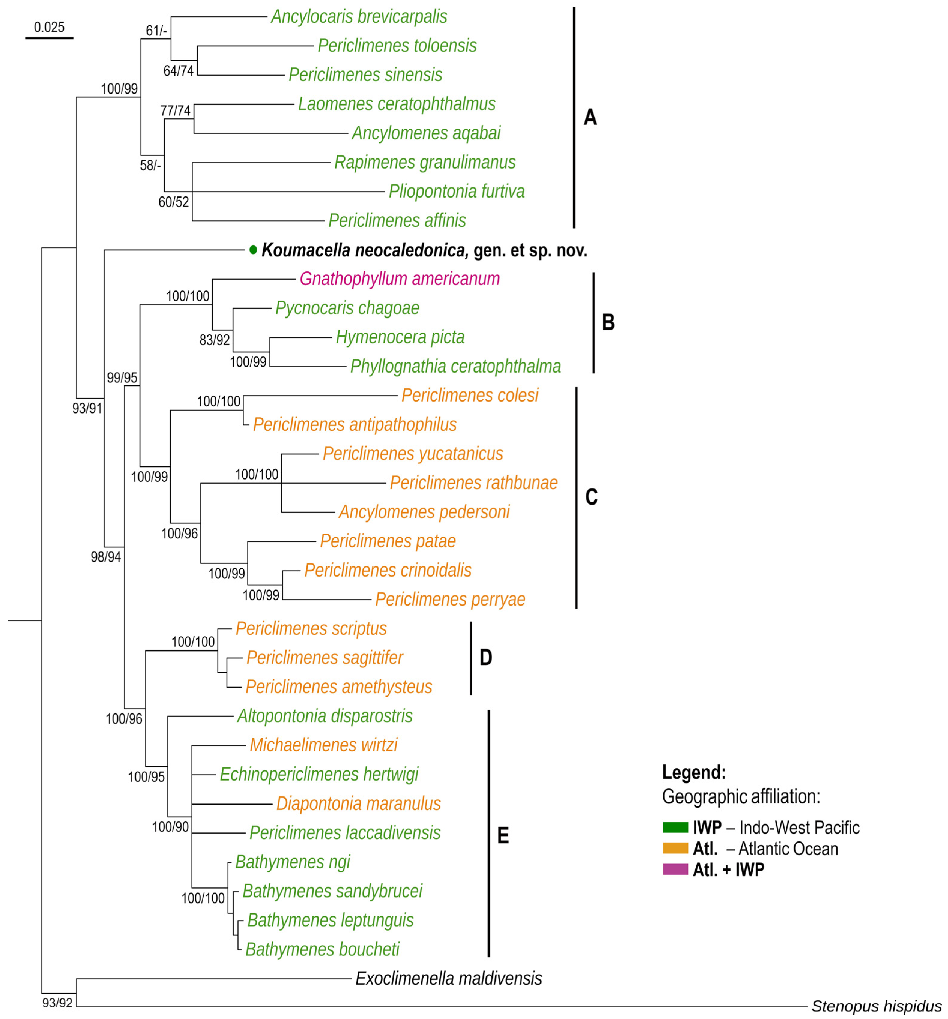 A New Genus and Species of Marine Symbiotic Shrimp (Crustacea: Decapoda ...