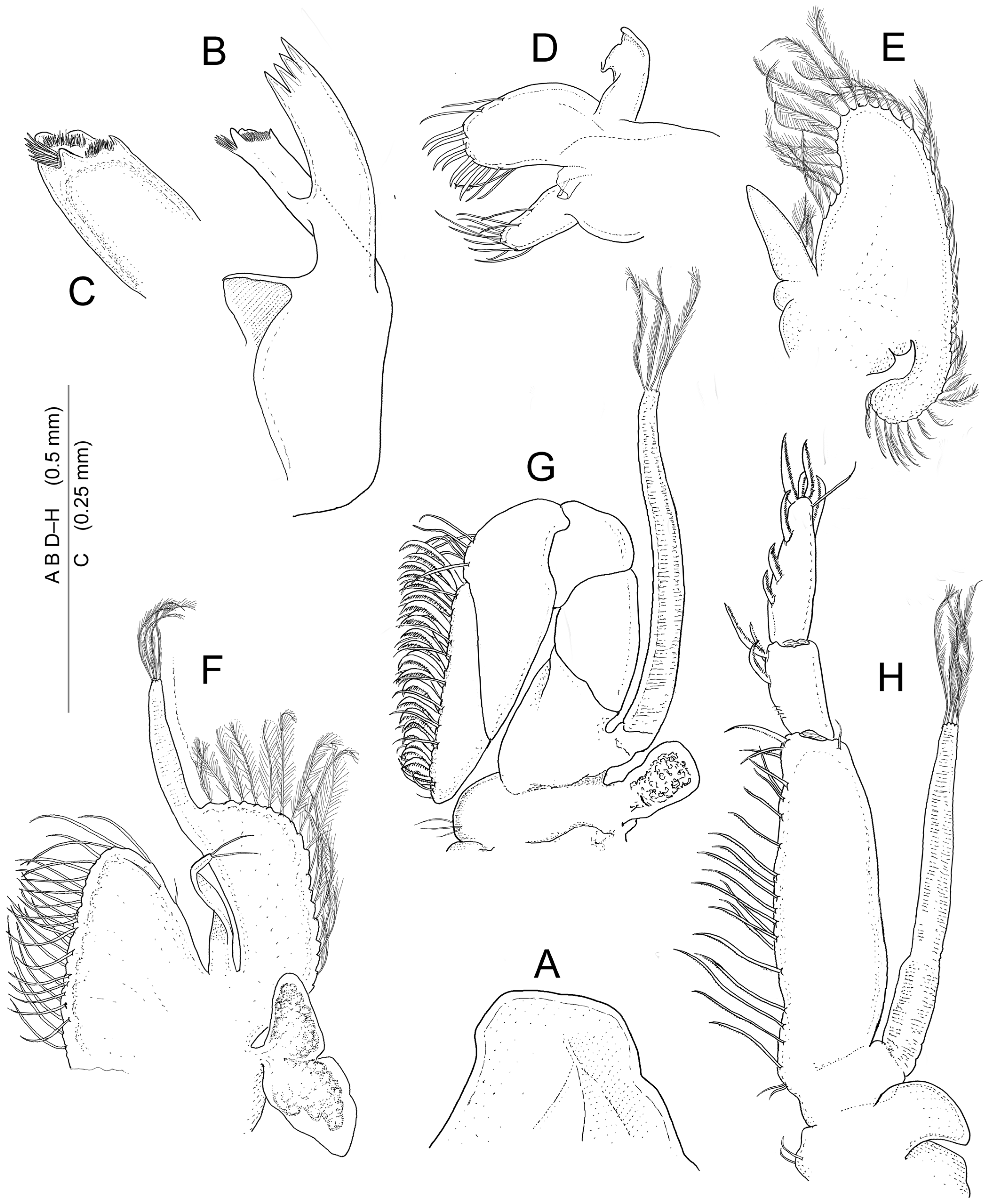 A New Genus and Species of Marine Symbiotic Shrimp (Crustacea: Decapoda ...