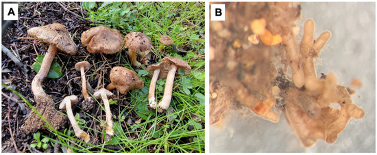 Inocybaceae (Basidiomycota) in Ectomycorrhizal Symbiosis with Halimium ...