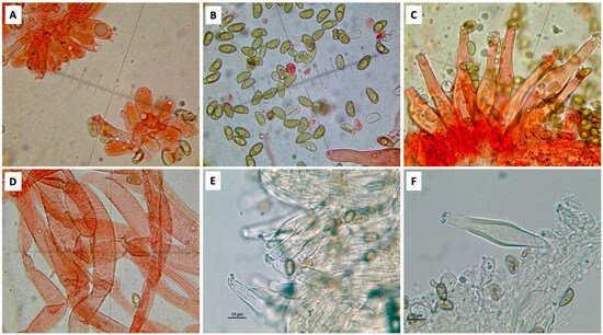 Inocybaceae (Basidiomycota) in Ectomycorrhizal Symbiosis with Halimium ...