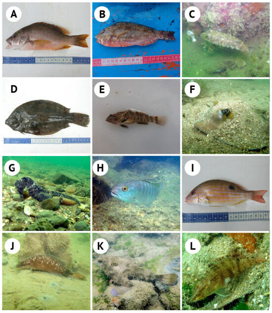 Updated Checklist, Traits and Conservation Status of the Ichthyofauna ...