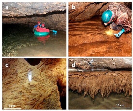 Flourishing in Darkness: Protist Communities of Water Sites in Shulgan ...