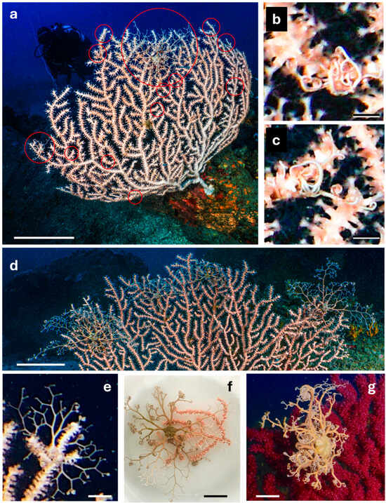 Recruitment of the Basket Star Astrospartus mediterraneus (Risso, 1826 ...