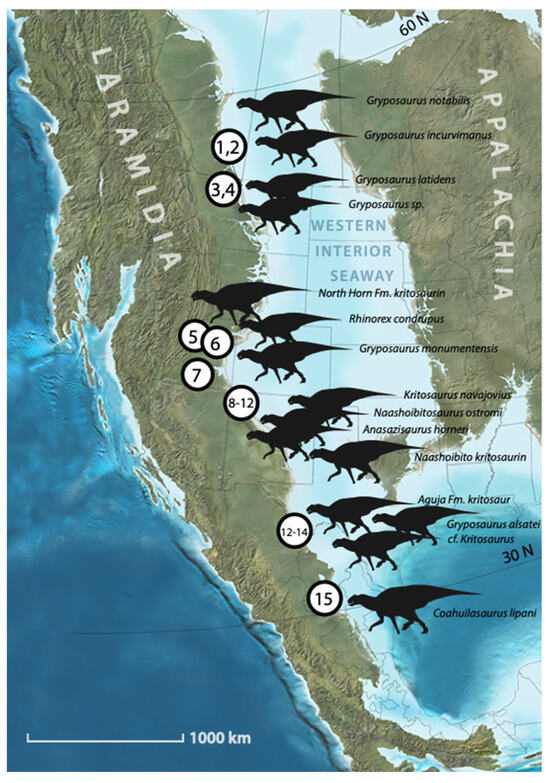 Coahuilasaurus lipani, a New Kritosaurin Hadrosaurid from the Upper ...