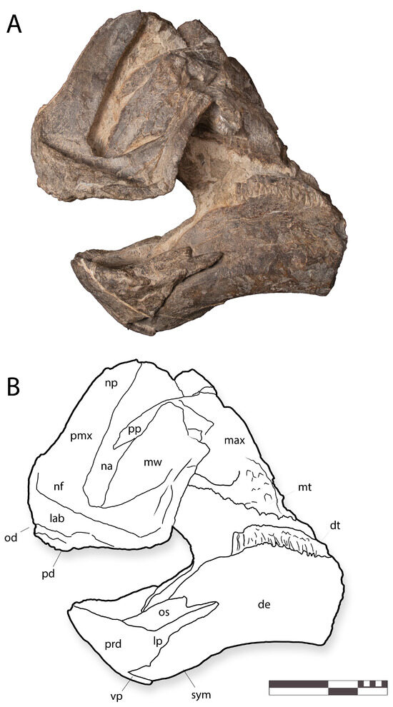 Coahuilasaurus lipani, a New Kritosaurin Hadrosaurid from the Upper ...