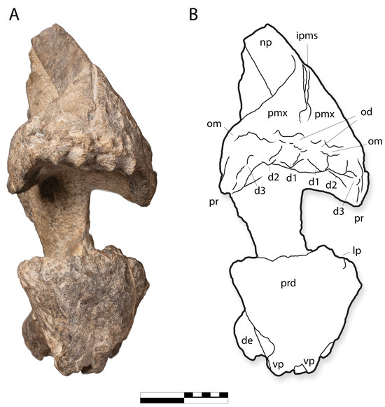 Coahuilasaurus lipani, a New Kritosaurin Hadrosaurid from the Upper ...
