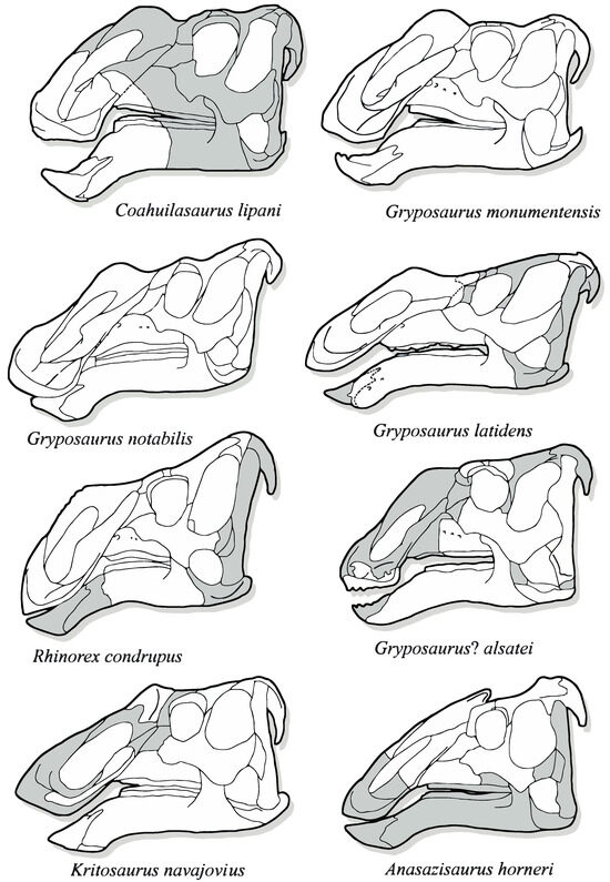 Coahuilasaurus lipani, a New Kritosaurin Hadrosaurid from the Upper ...