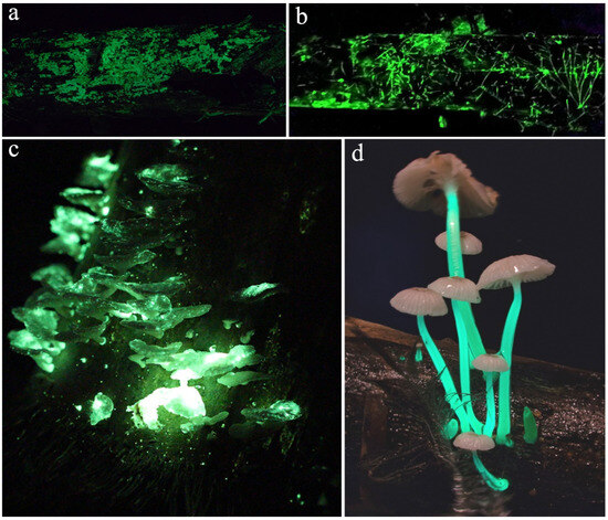 Fungal Bioluminescence: Past, Present, and Future