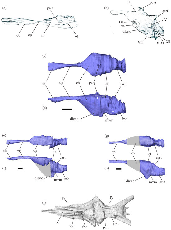 First Virtual Reconstruction of a Mosasaurid Brain Endocast ...