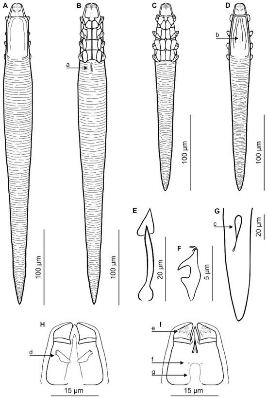 The Co-Occurrence of Demodecidae and Psorergatidae (Acariformes ...