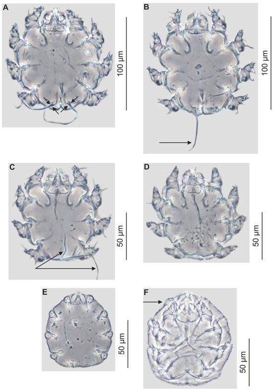 The Co-Occurrence of Demodecidae and Psorergatidae (Acariformes ...