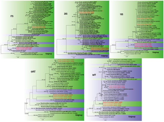 Morphology and Multi-Gene Phylogeny Reveal a New Species of Family Torulaceae from Yunnan ...