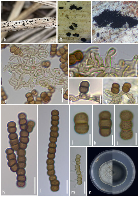 Morphology and Multi-Gene Phylogeny Reveal a New Species of Family ...