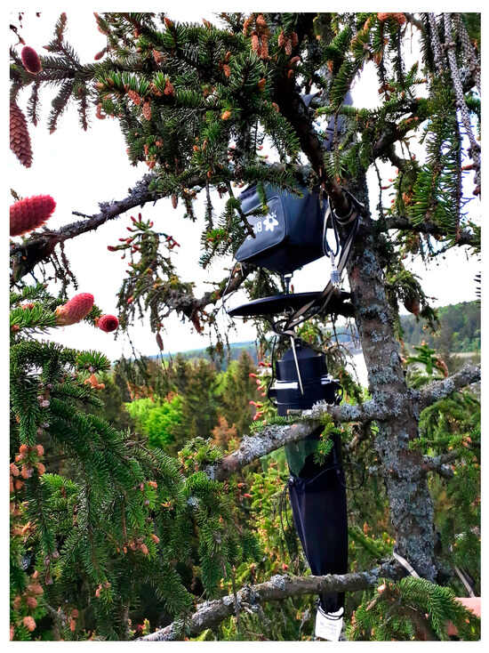 Vertical Distribution of Culicoides Biting Midges in Temperate Forests