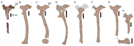 Systematic of a Massively Constructed Specimen of Iguanodon galvensis ...
