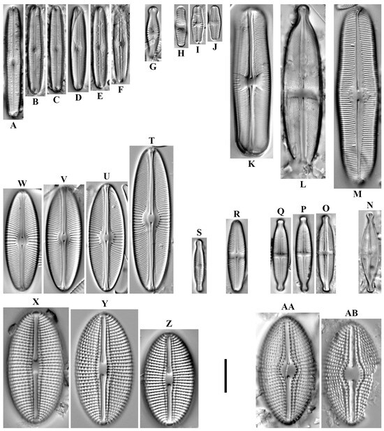 Diatom Diversity from Watercourses of North-Eastern Kamchatka with ...
