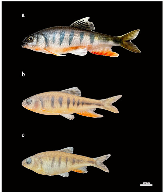A New Species of Cyprinid Genus Opsariichthys (Teleostei: Cyprinidae ...