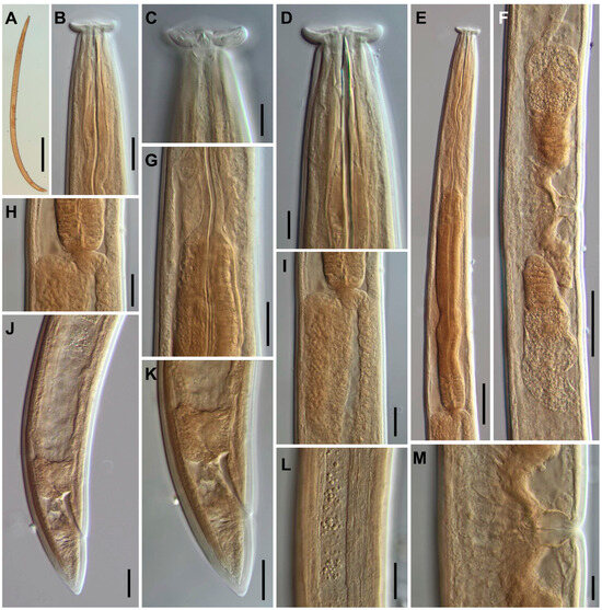 Morphological and Molecular Characterization of Discolaimus ...