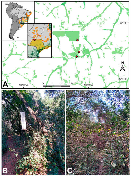Vertical Stratification of Butterfly Assemblages Persists in Highly Disturbed Forest Fragments ...