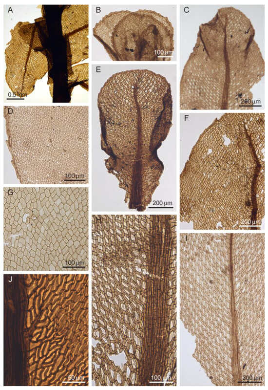 How to Recognize Mosses from Extant Groups among Paleozoic and Mesozoic ...