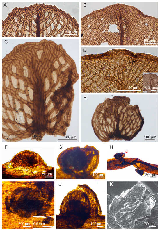 How to Recognize Mosses from Extant Groups among Paleozoic and Mesozoic ...
