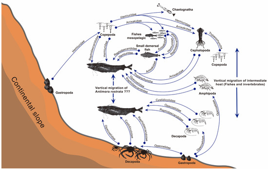 Metazoan Parasites of Antimora rostrata (Günther, 1878) (Gadiformes ...